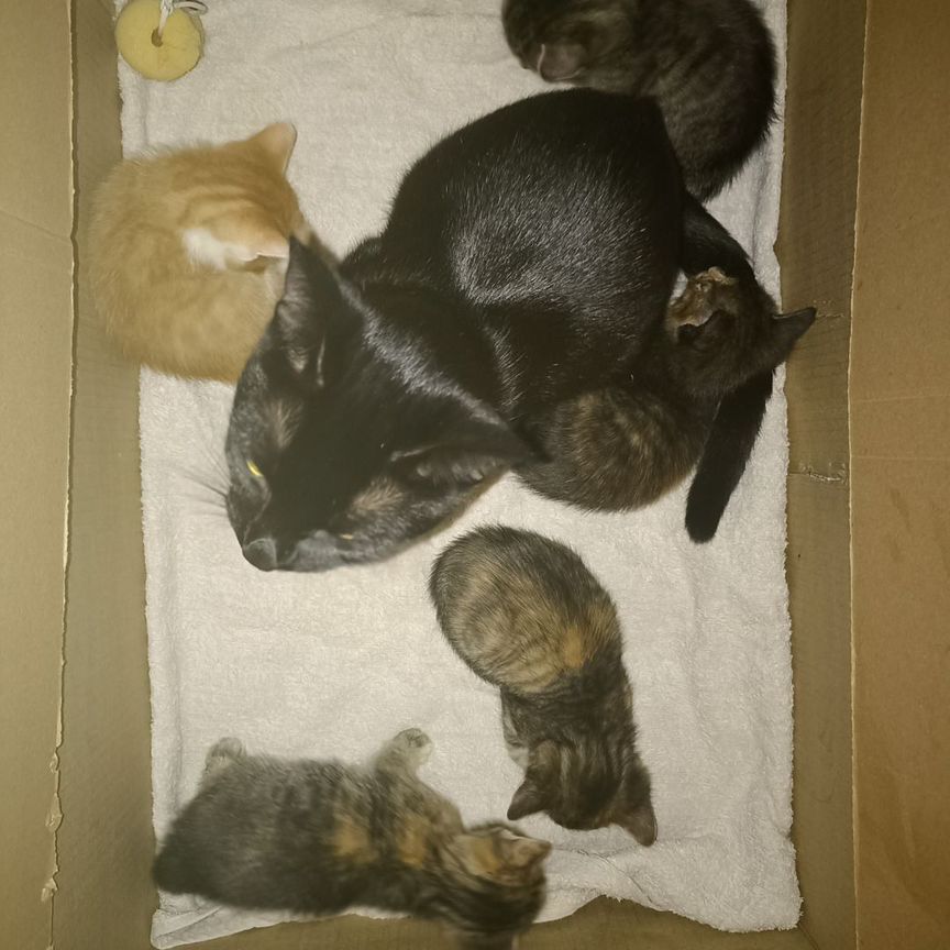 Котята в добрые руки бесплатно