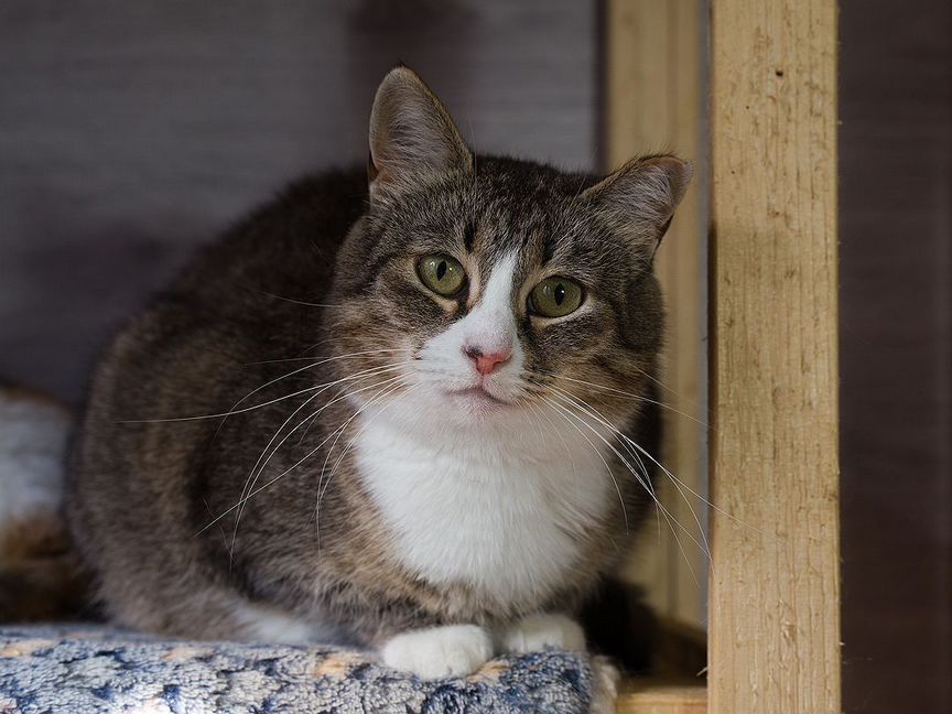 Котик на время