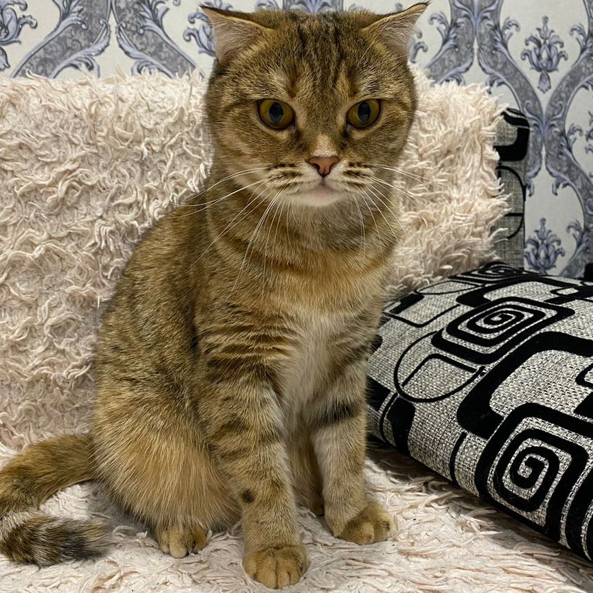 Шотландская вислоухая короткошёрстная, взрослая кошка