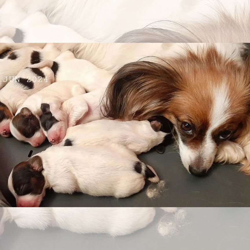 Континентальный той-спаниель папильон, щенок