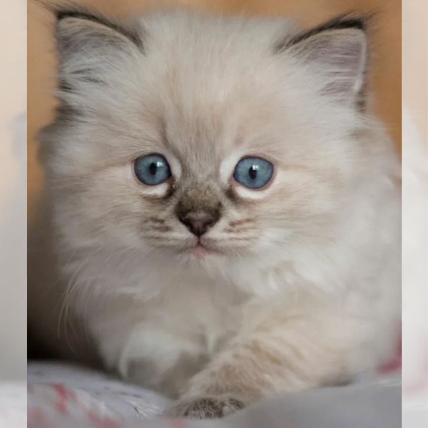 Рэгдолл котёнок