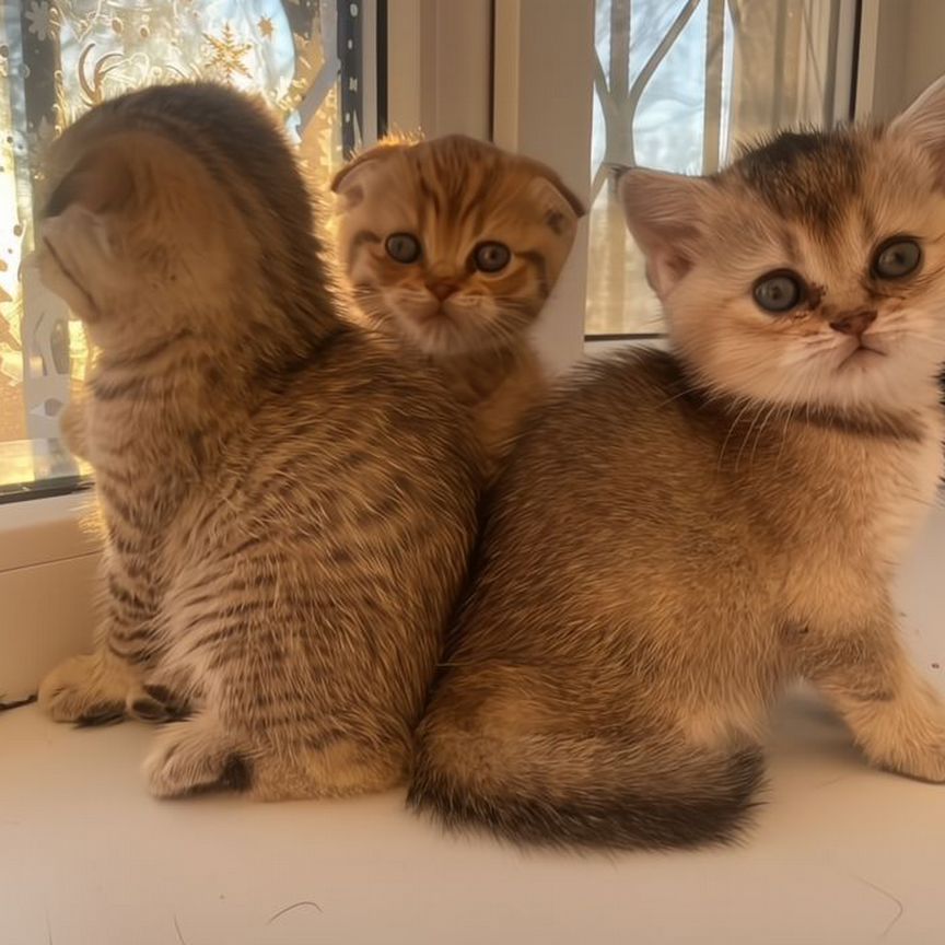 Шотландский вислоухий короткошёрстный котёнок