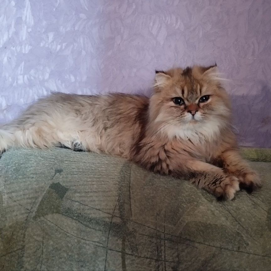 Продам кошку