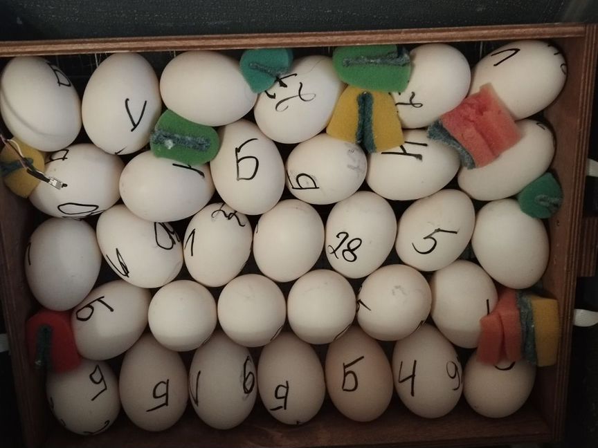 Инкубационное яйцо мускусной утки