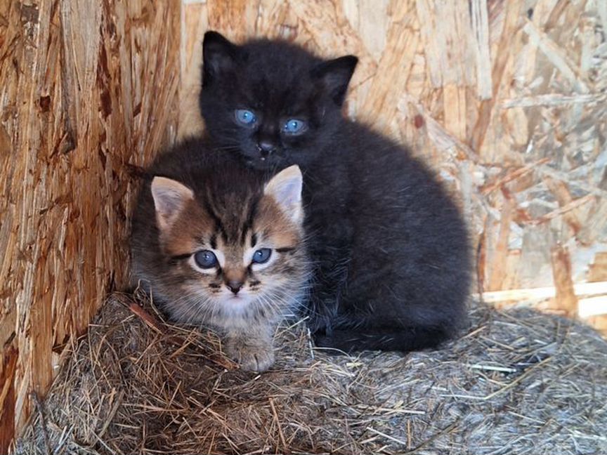 Котята в добрые руки