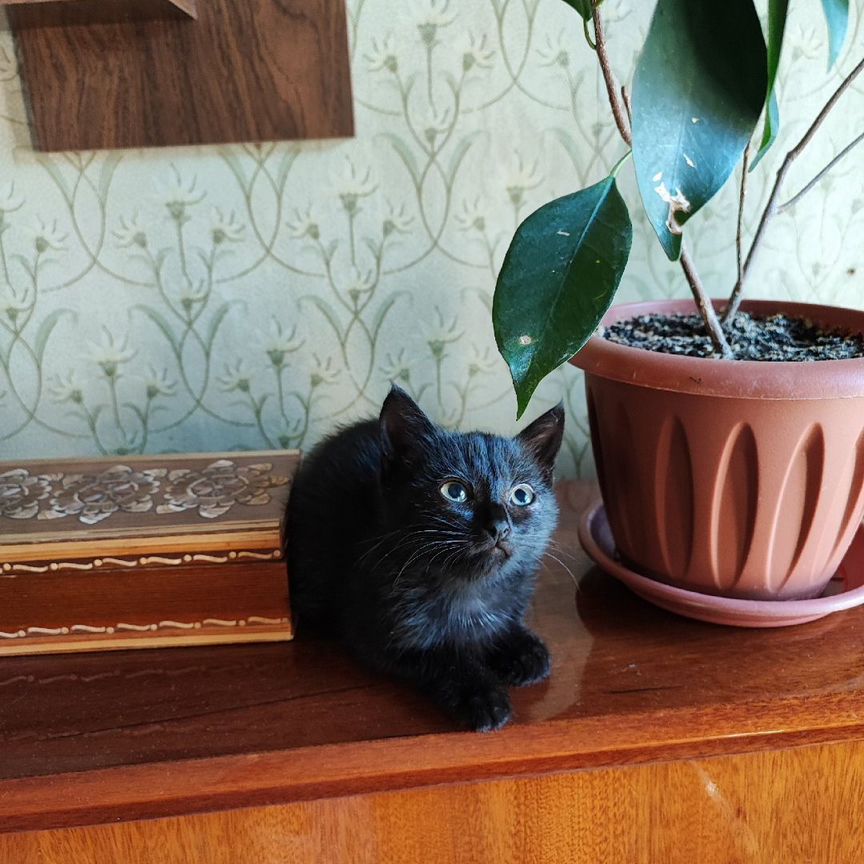 Котята