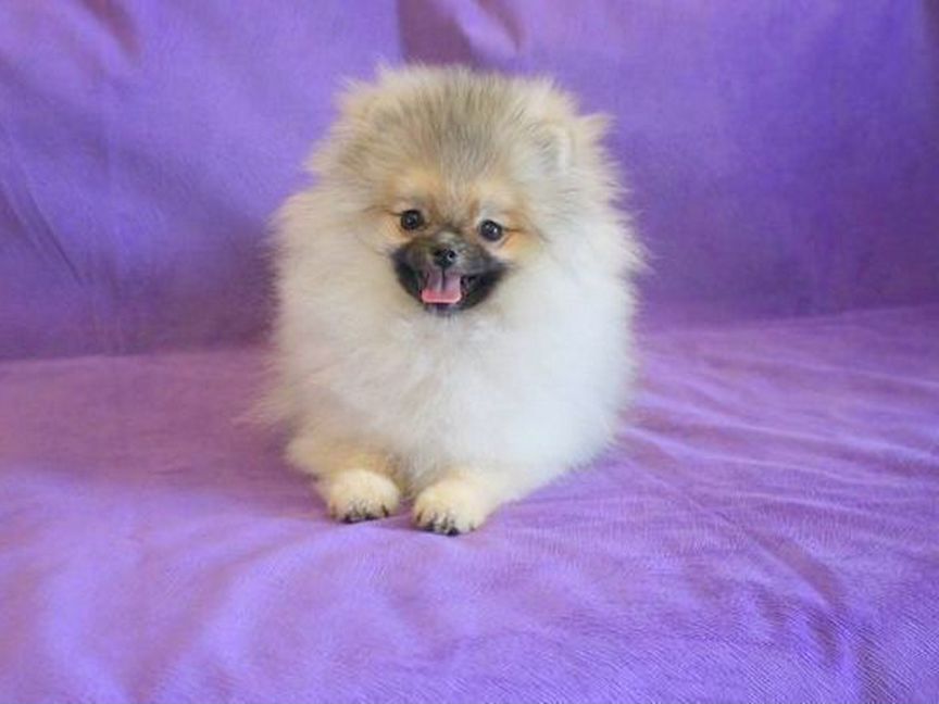 Девочки помераночки