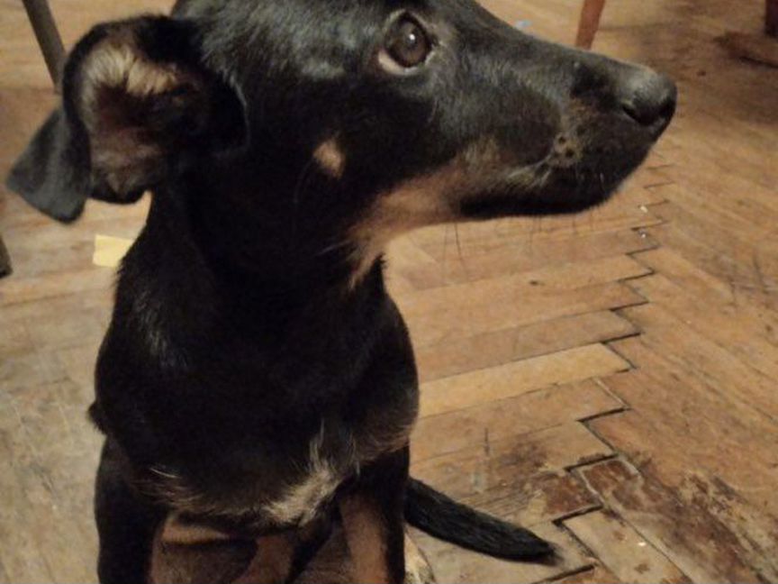 Собачка ищет дом