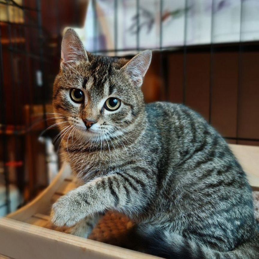 Котенок девочка в добрые руки