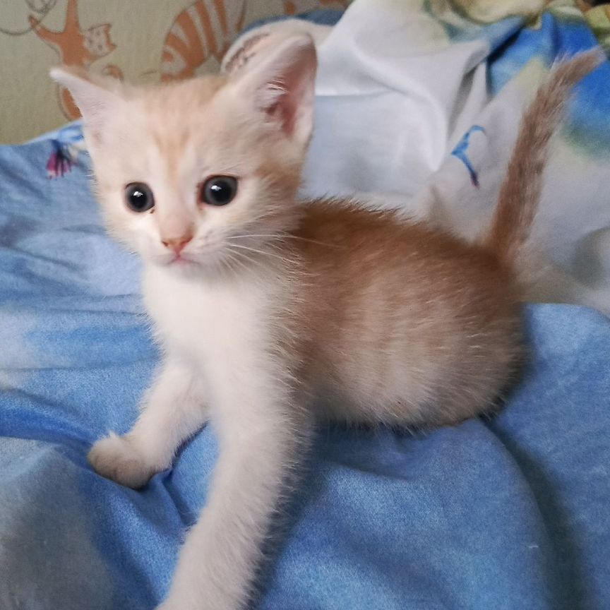 Котёнок в добрые руки