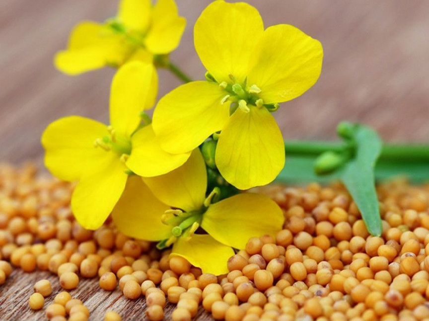 Горчичный жмых