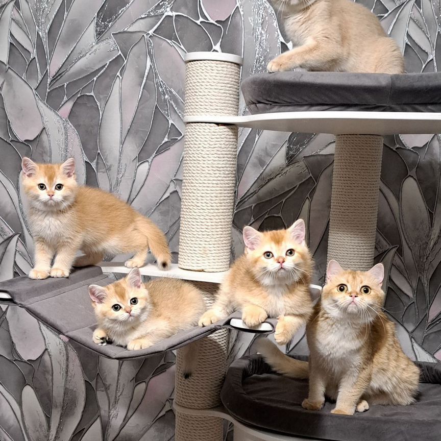 Шотландский прямоухий короткошёрстный котёнок