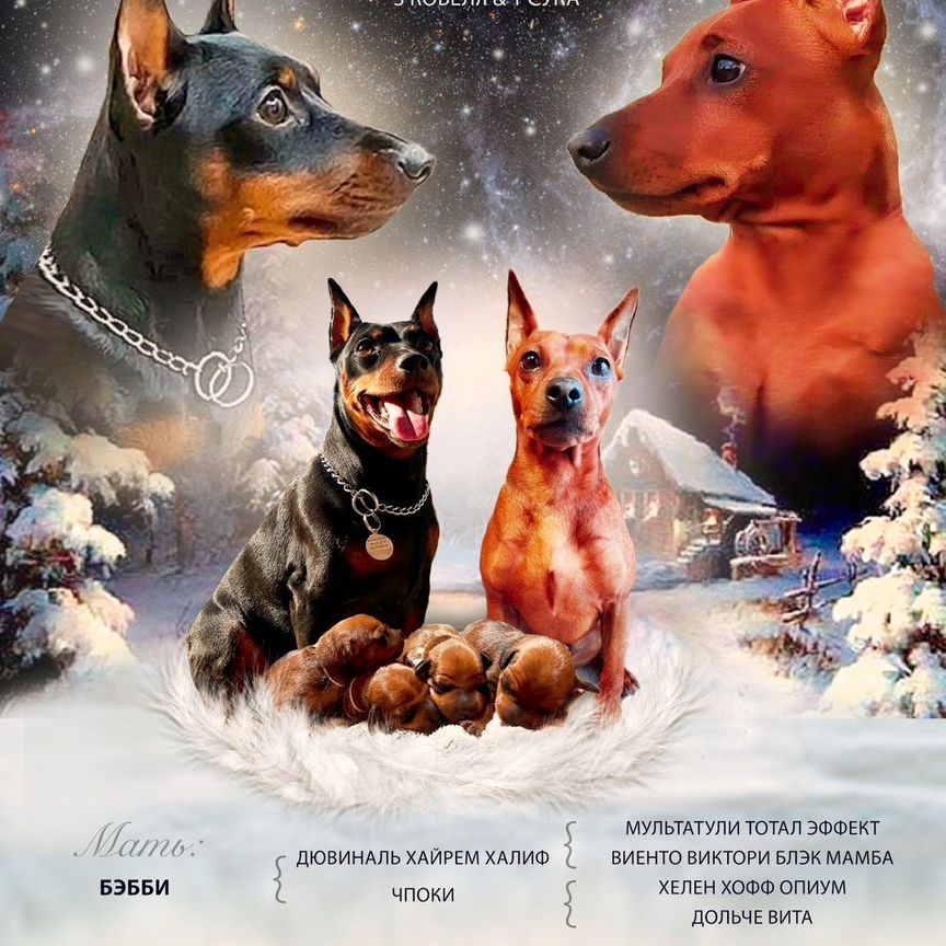 Щенки цвергпинчера