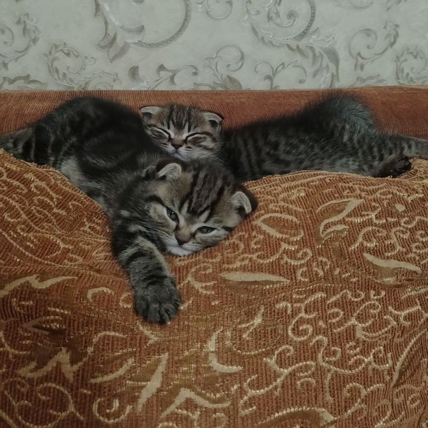Шотландский вислоухий длинношёрстный котёнок