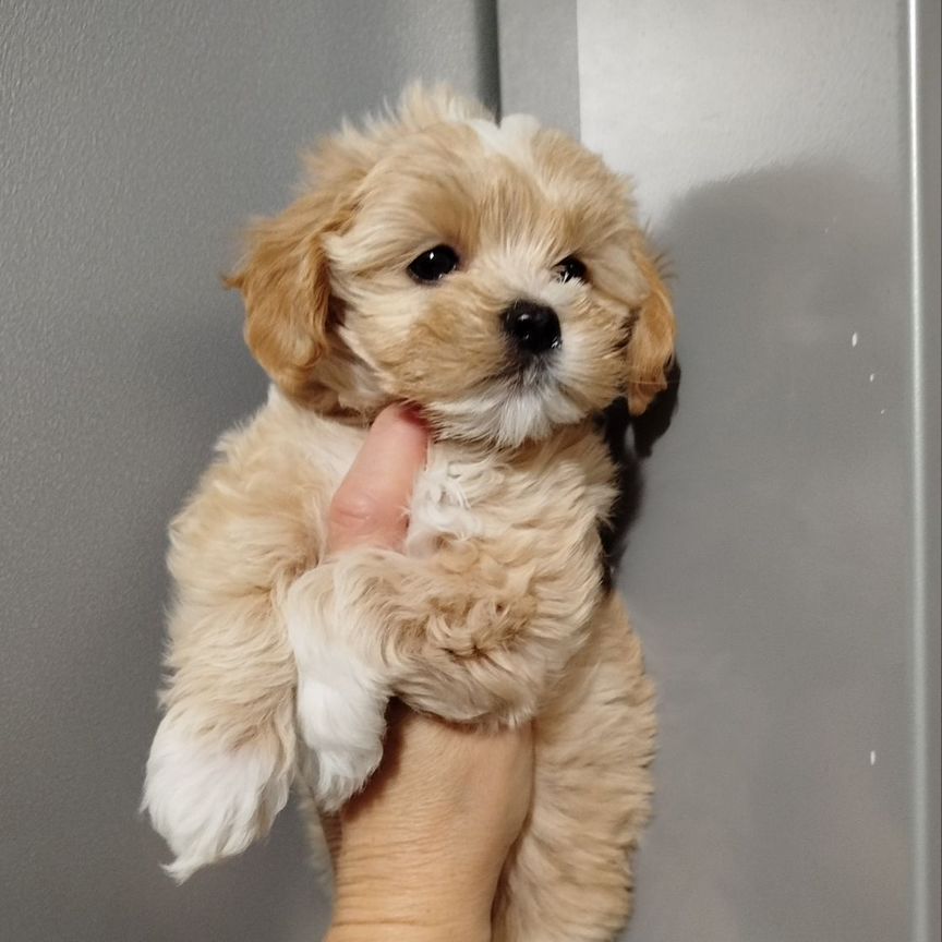 Щенки мальтипу F1