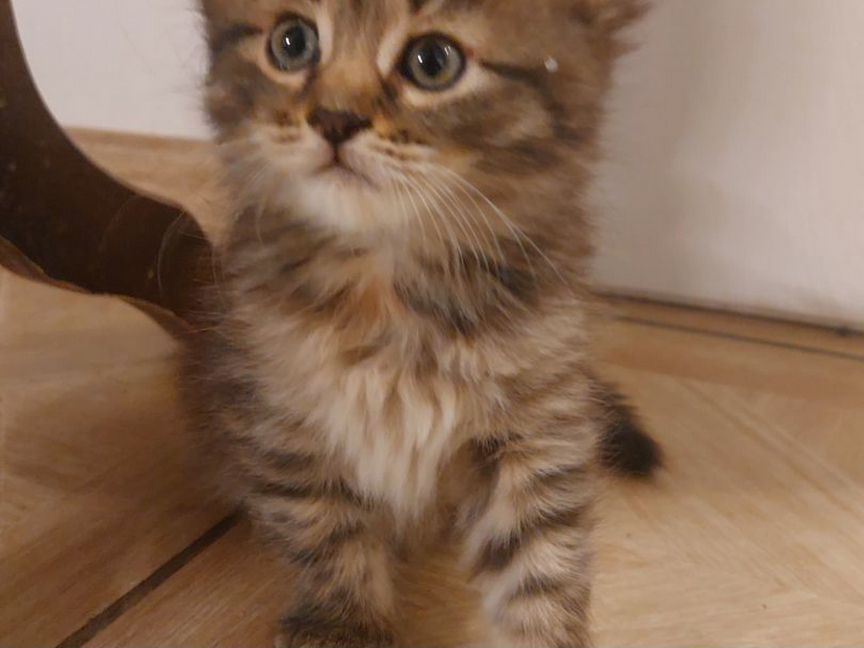 Котята в добрые руки бесплатно