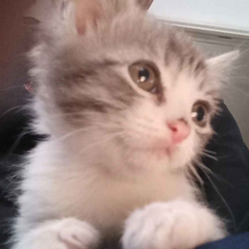 Котёнок в добрые руки