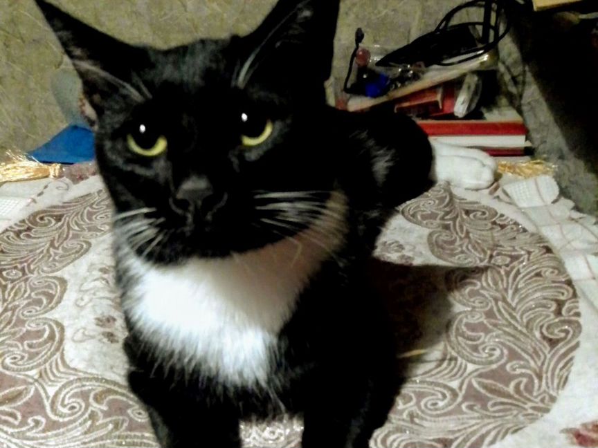 Молодой котик 1,5 лет в семью