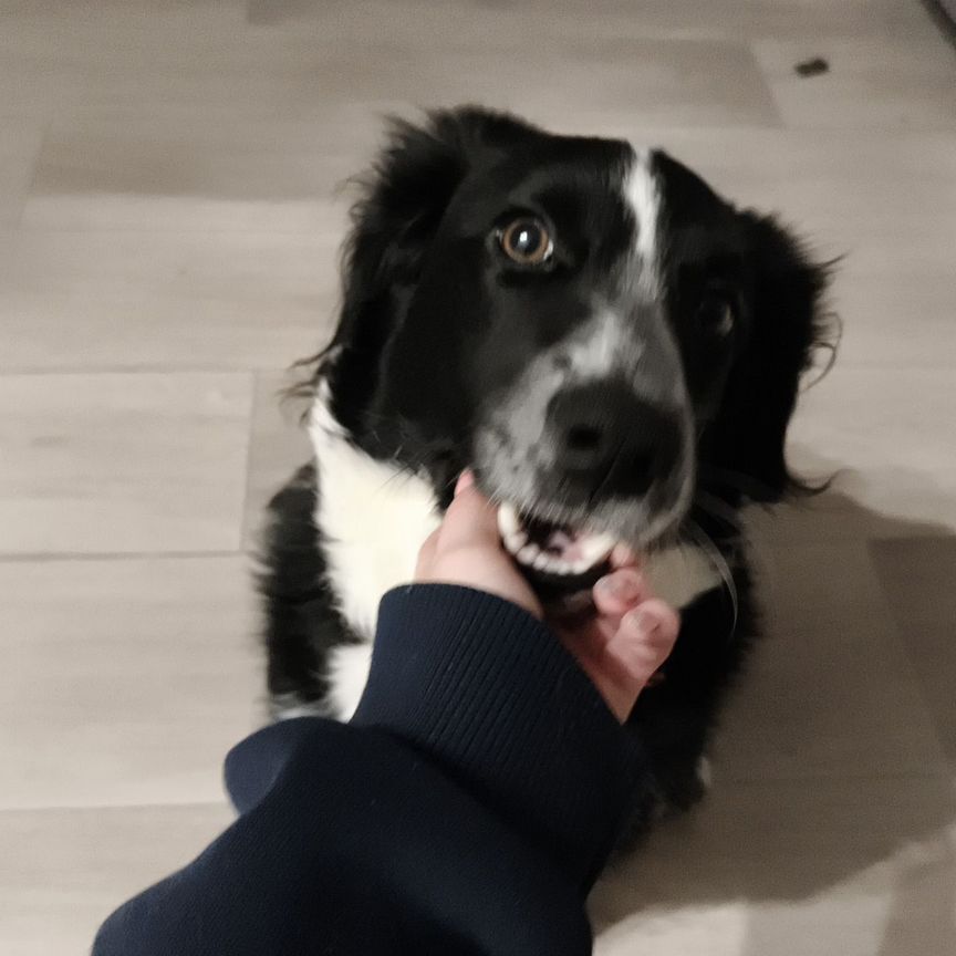 Кавалер кинг-чарльз-спаниель, щенок