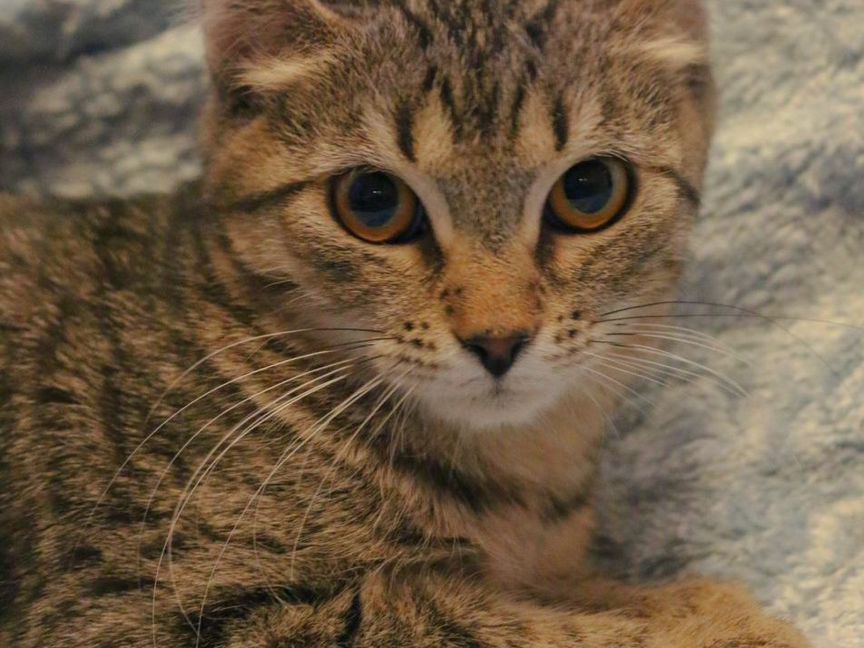 Девочка Рада, котенок