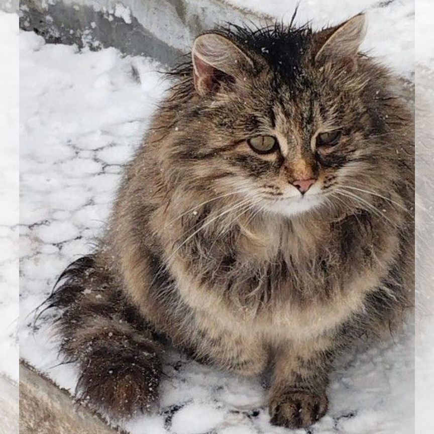 Бездомная кошечка