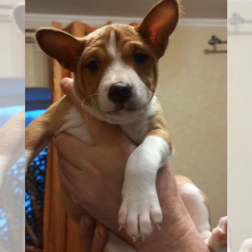 Басенджи, щенок