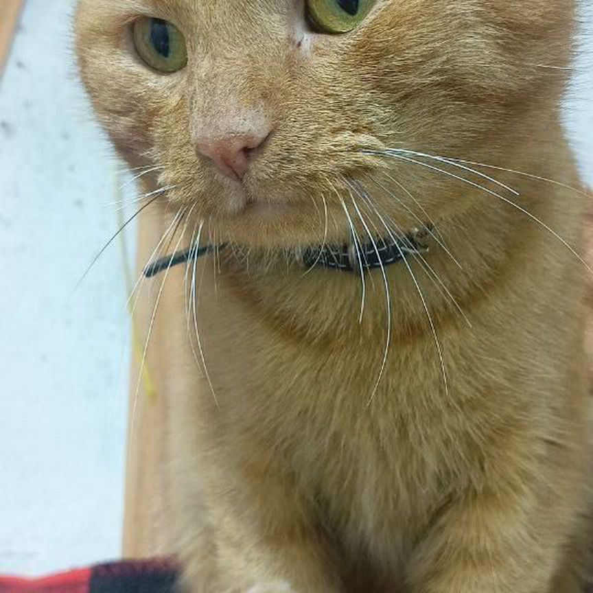 Апельсин котик