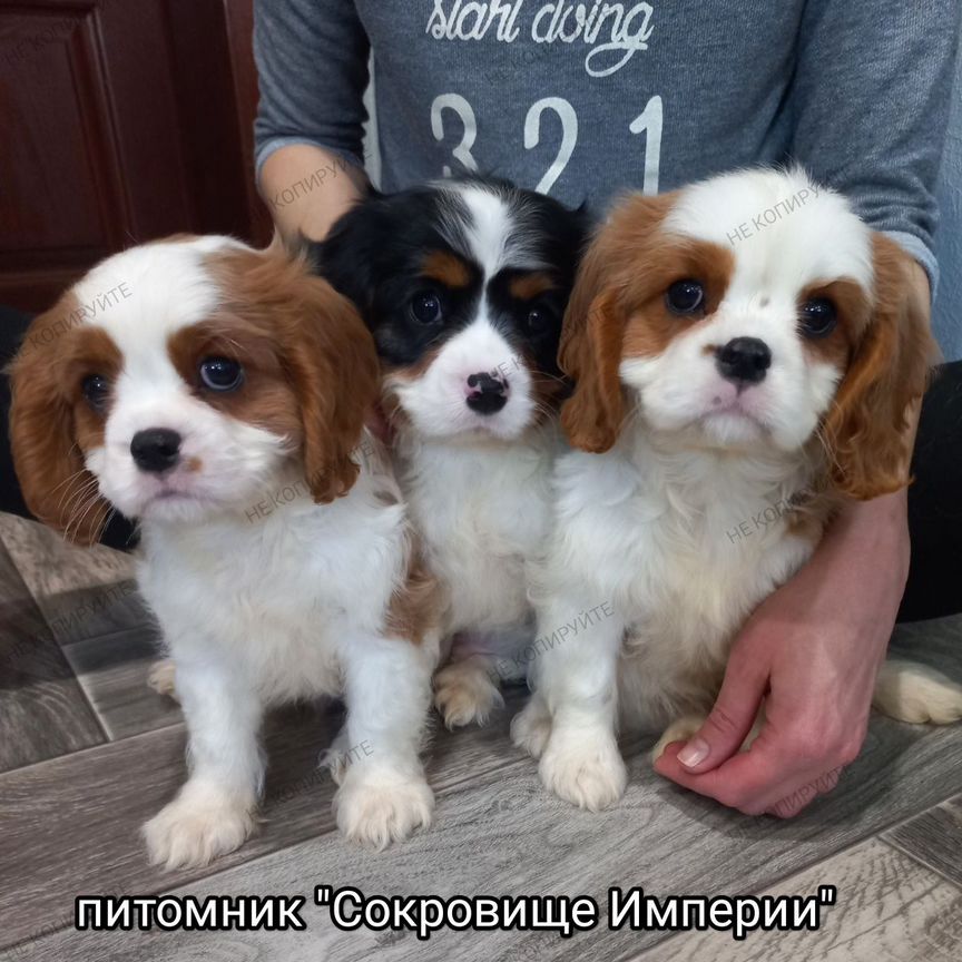 Кавалер Кинг чарльз спаниель щенки
