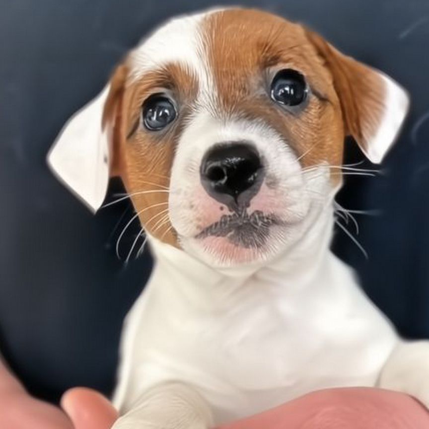 Джек-рассел-терьер, щенок