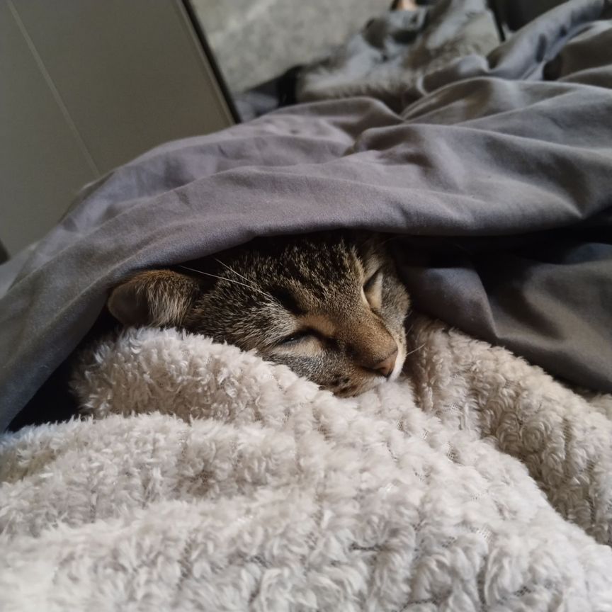 Котик в добрые руки, мальчик