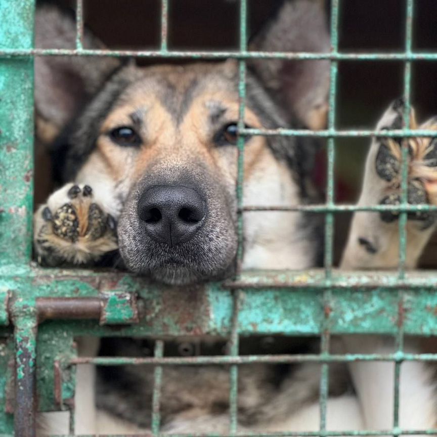 Собака в добрые руки