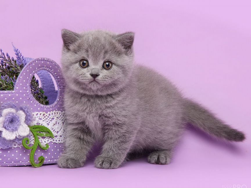 Британская девочка