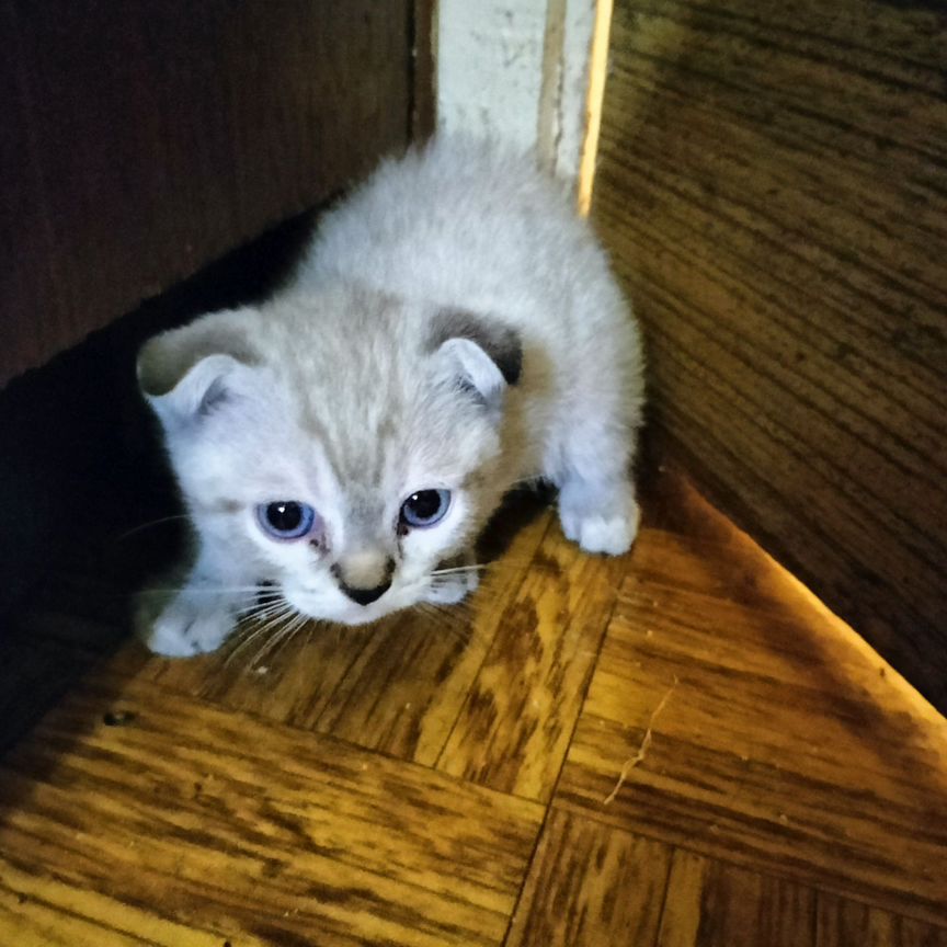 Котик ждет хозяина