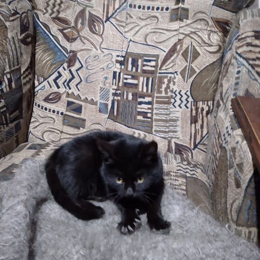 Котята в добрые руки даром бесплатно
