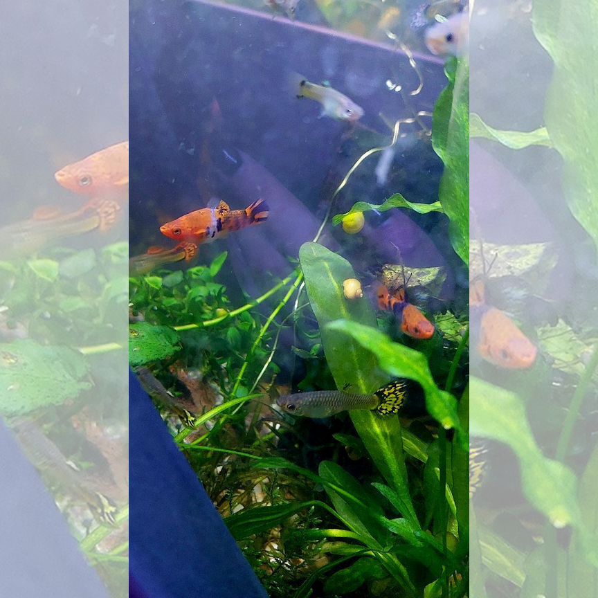 Рыбки гуппи кобра и меченосцы кои