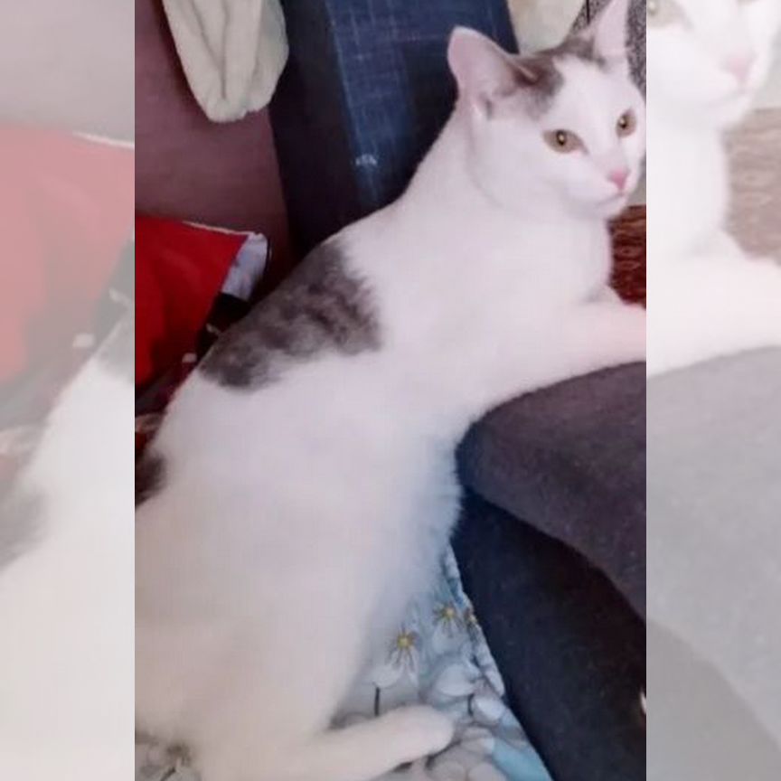 Взрослый кот в добрые руки