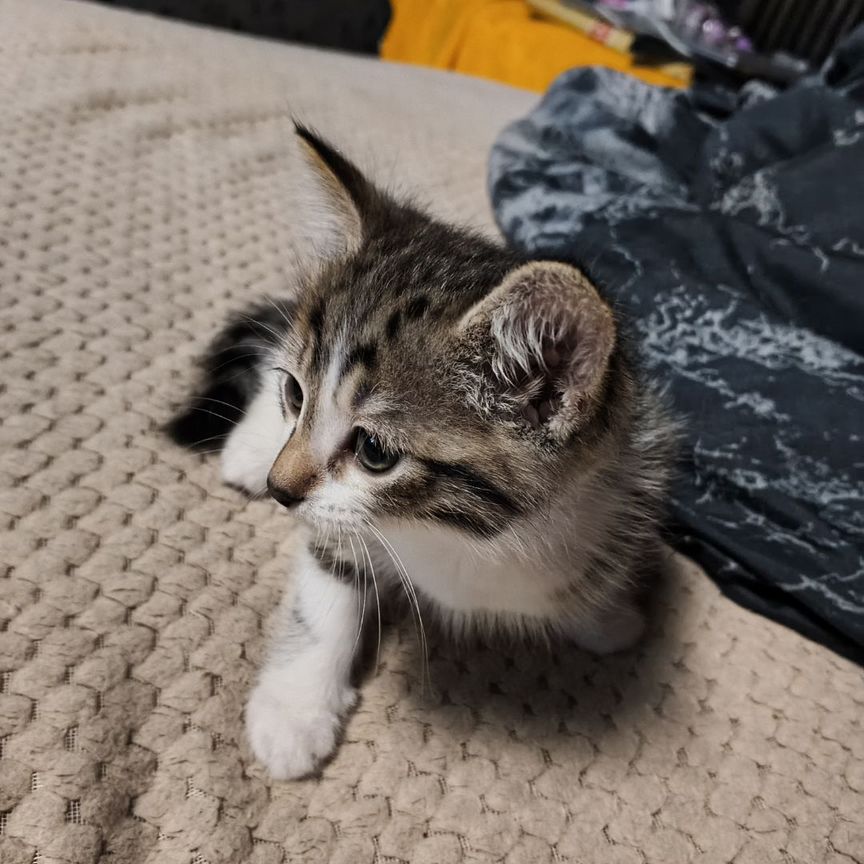 Котёнок в добрые руки