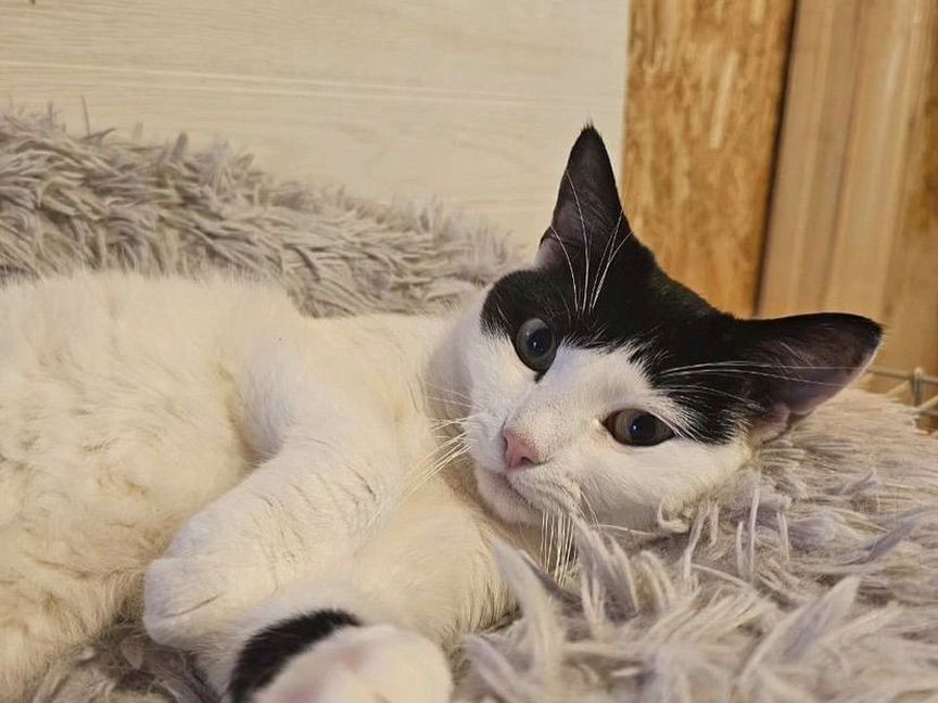 Кошка Туся в добрые руки