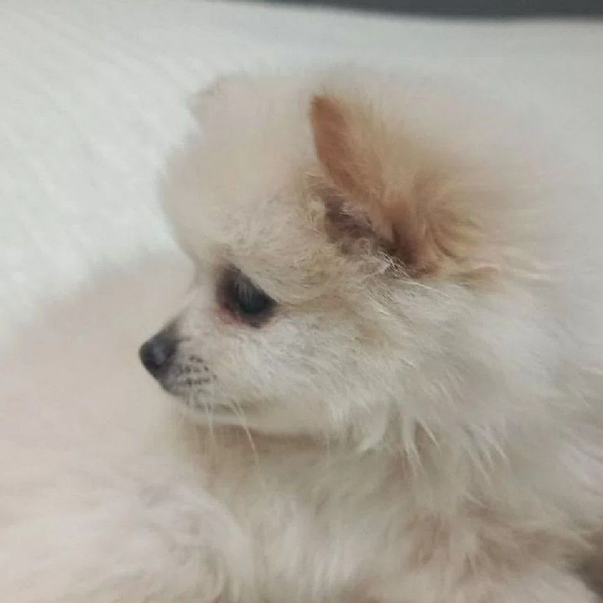 Померанский шпиц, щенок