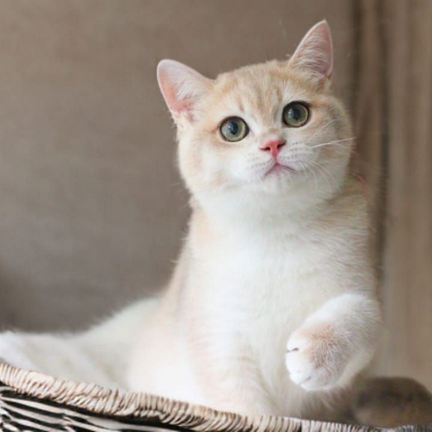 Британские котята