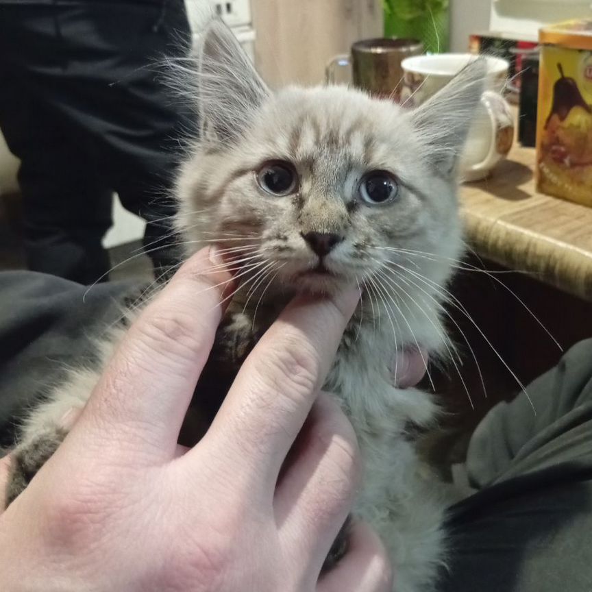 Невский маскарадный котёнок