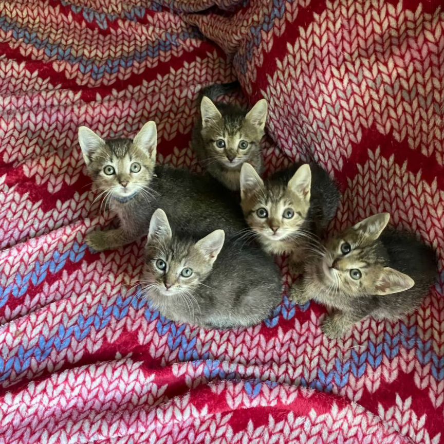 Котята в добрые руки