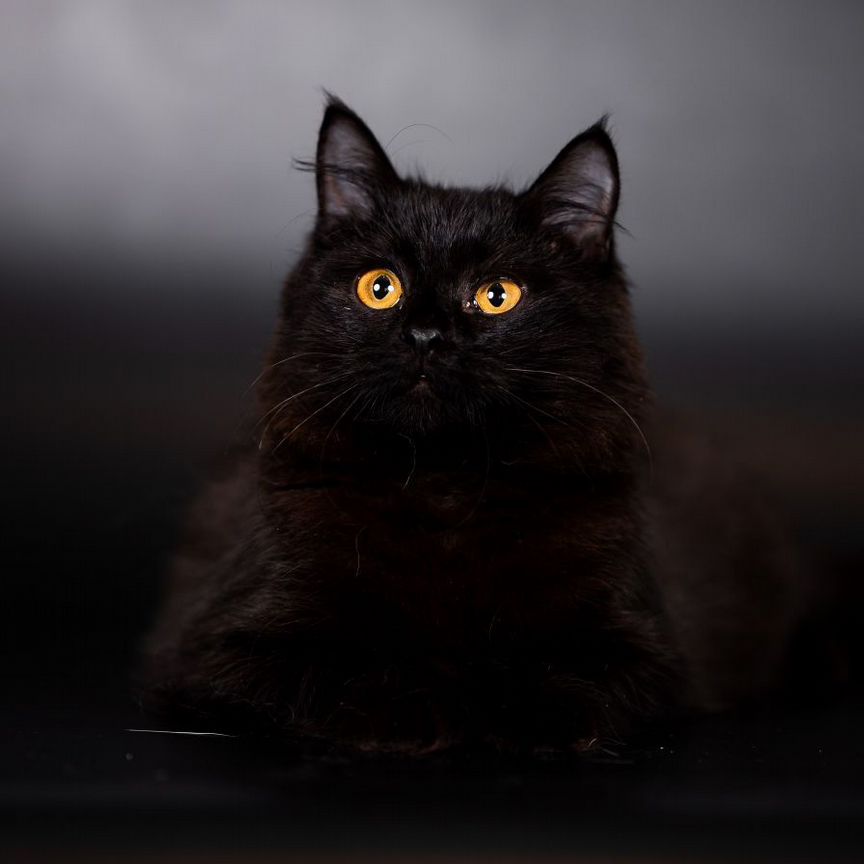 Котёнок Ночка - в добрые руки