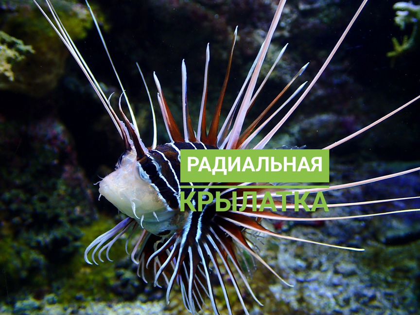 Радиальная Крылатка, М(морская рыбка в наличии)