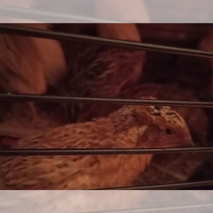 Перепела самцы