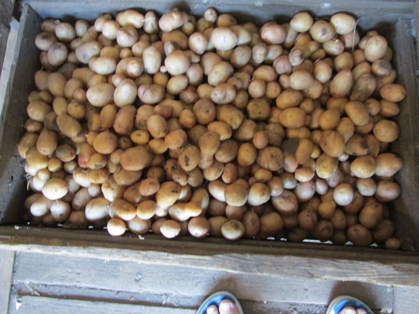 Картофель на корм