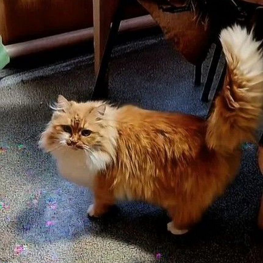 Взрослая, Девочка кошка в добрые руки