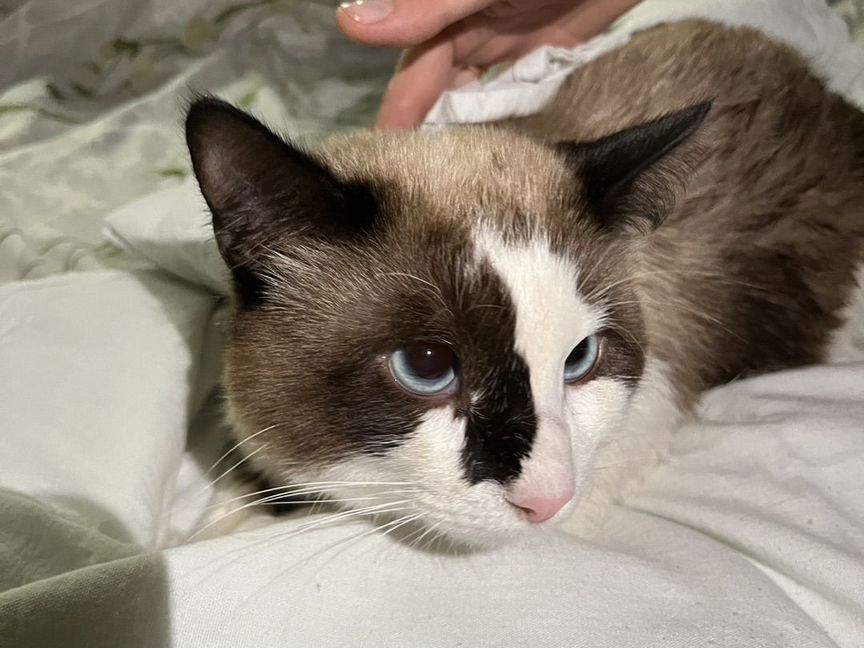 Кот