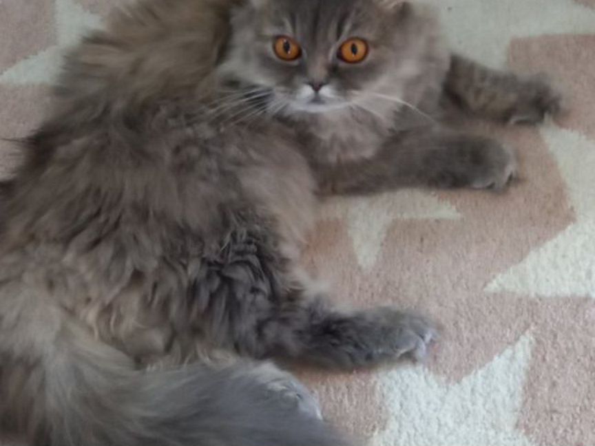 Кошки в добрые руки