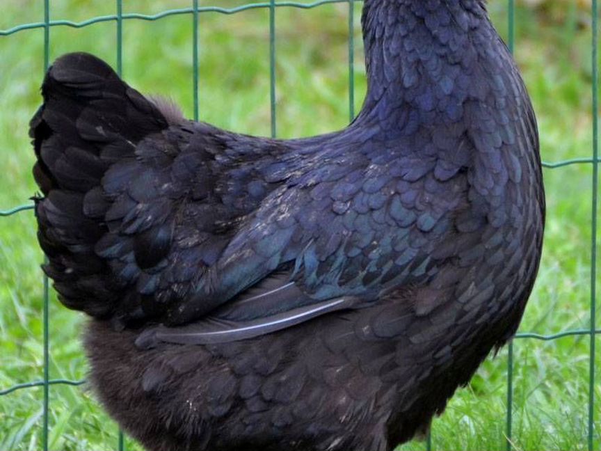 Курочка Ухейилюй